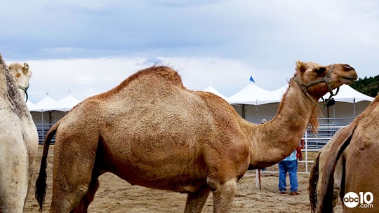 Nevada's camel racing competition is in full gear | abc10.com