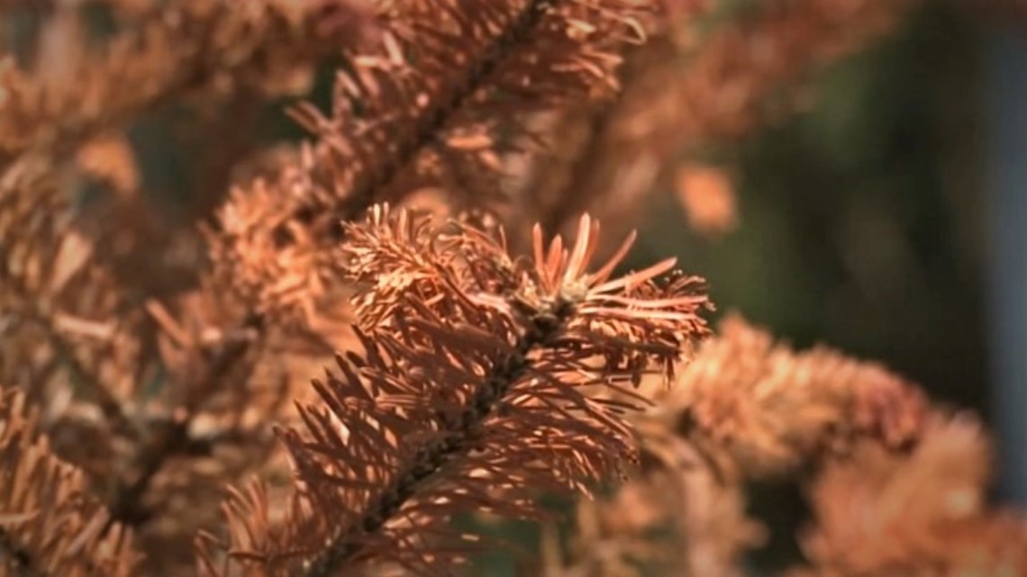 Sunburnt Christmas trees problem for California tree farms | abc10.com