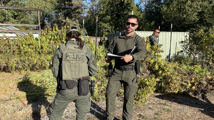 Nevada County drug bust: Over 10,000 cannabis plants destroyed | abc10.com