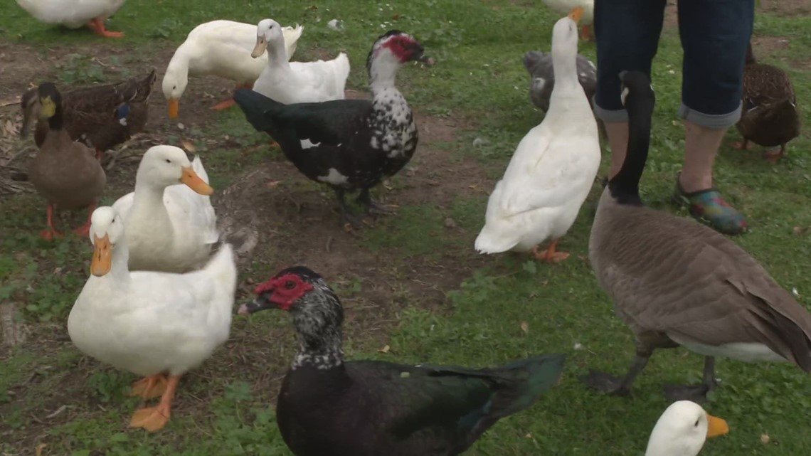 Avian flu outbreak? Dead geese at Sacramento park raise concerns ...