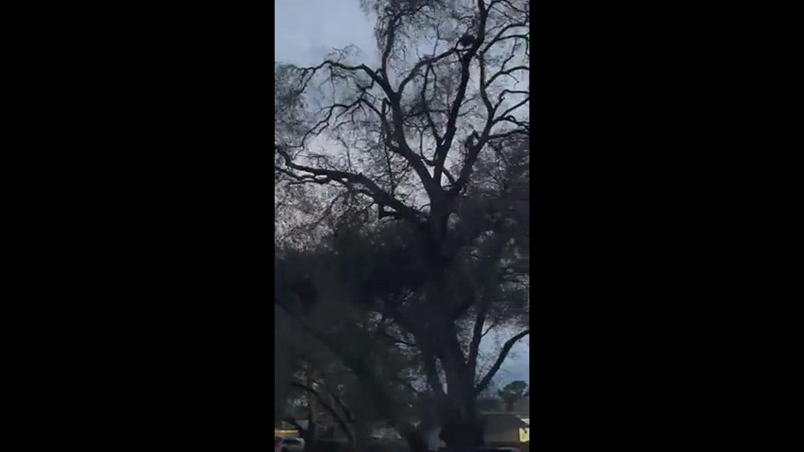 HOWLING WIND Jan. 4 storm | abc10.com