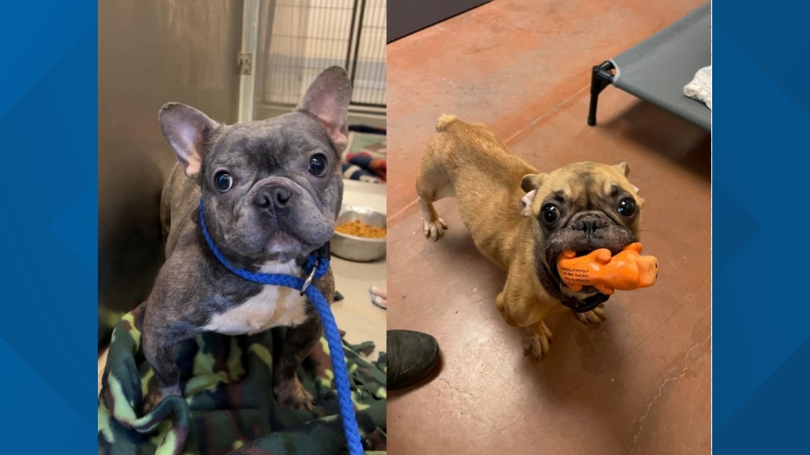 Police: Dogs rescued from neglect in Ceres | abc10.com