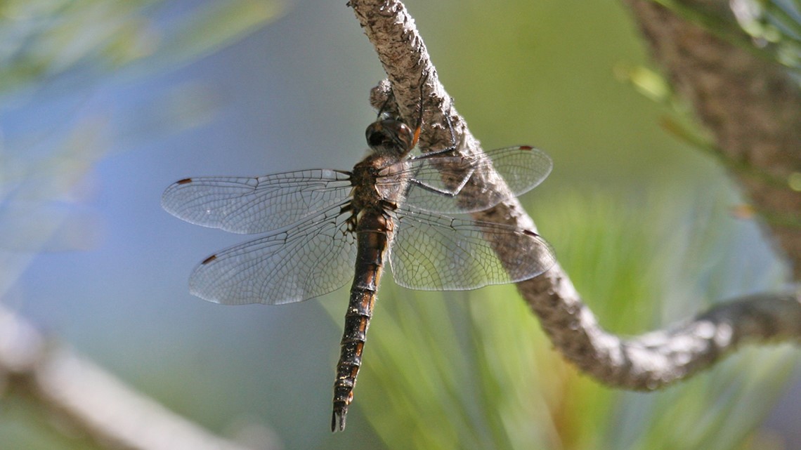 Rare dragon fly reemerges after not being seen for over 100 years ...
