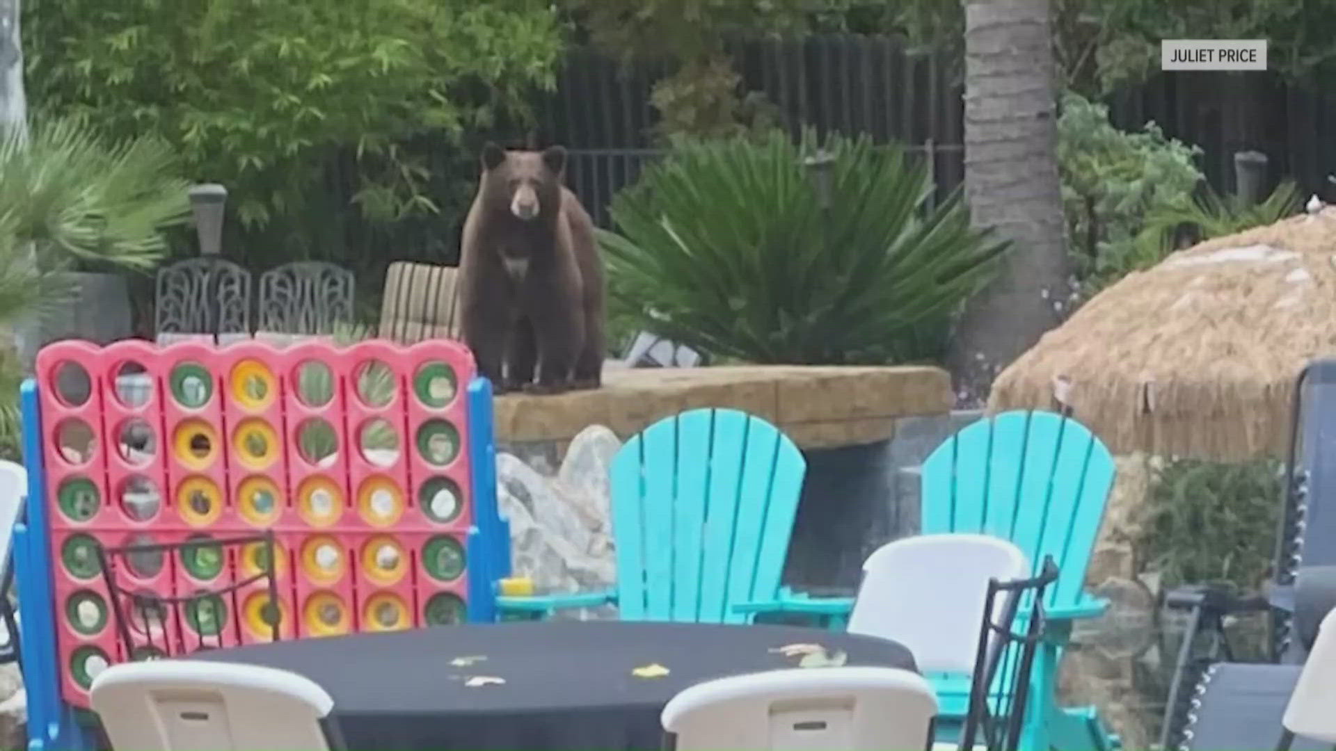 Bear, 2 cubs break into Granite Bay backyard | abc10.com