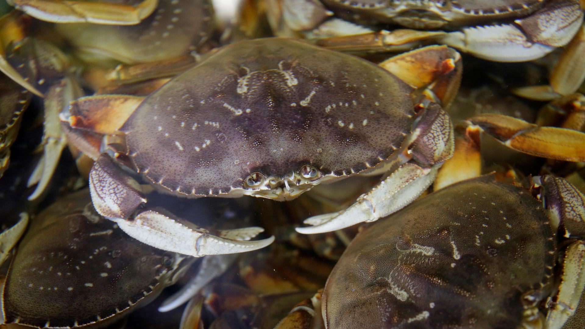 3 new California state symbols for 2025 | abc10.com