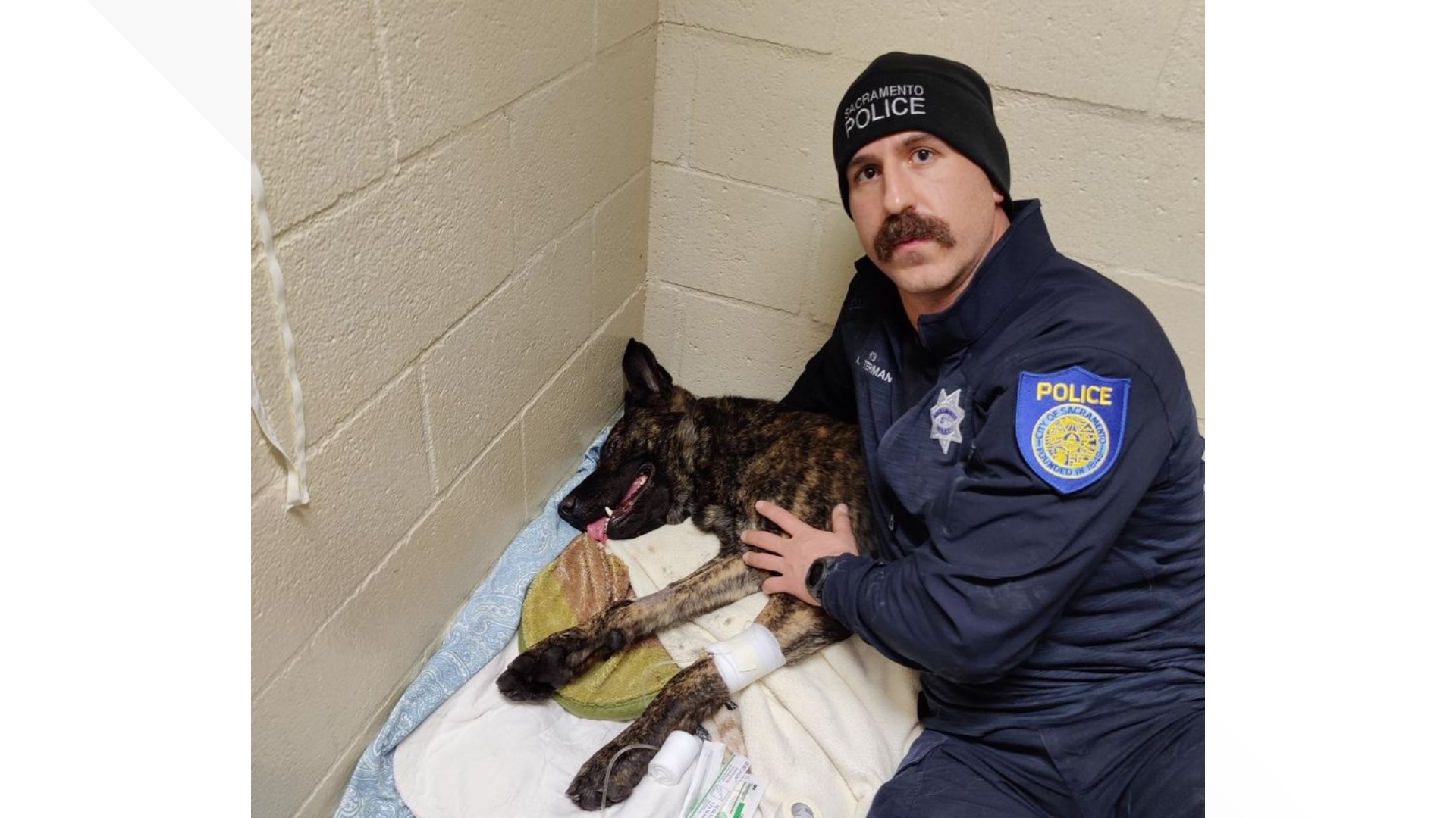 Sacramento Police Department K-9 stabbed during arrest | abc10.com