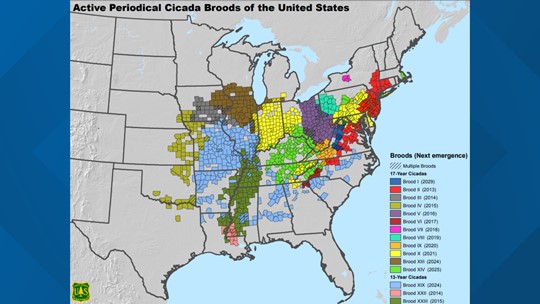 Cicada Invastion: Are cicadas in California? | abc10.com
