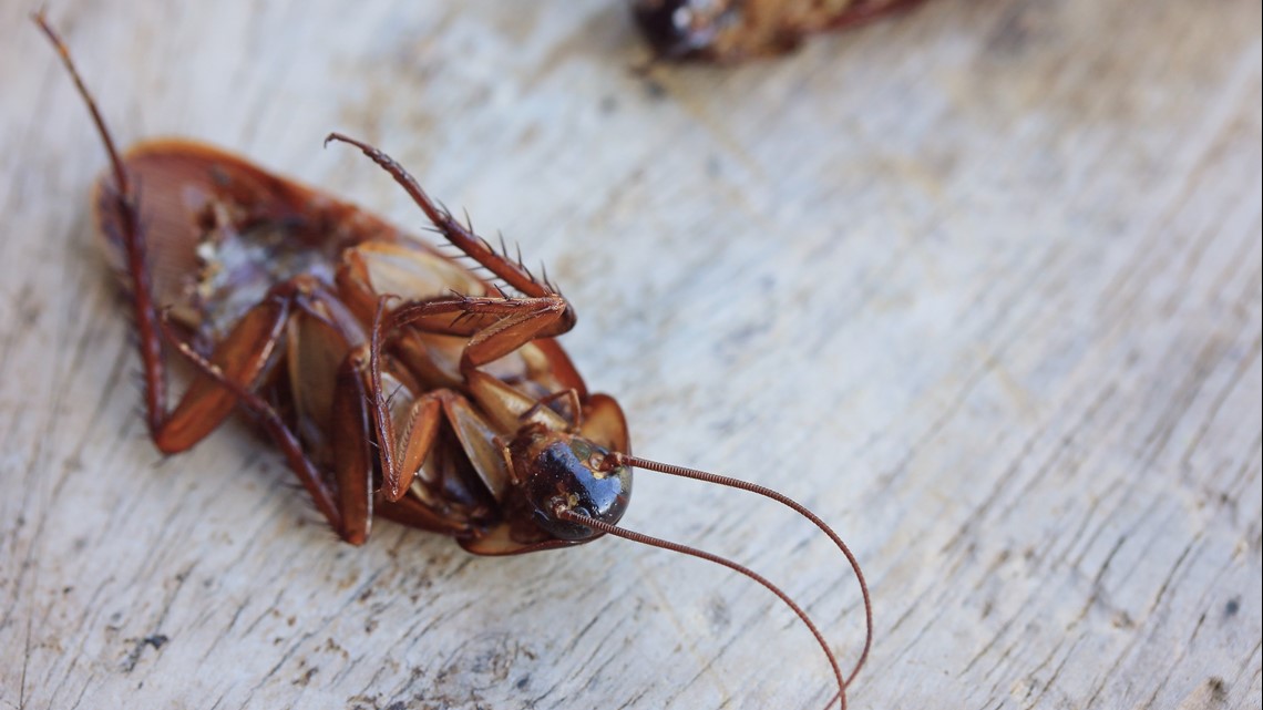 How to get rid of cockroaches in Folsom | abc10.com