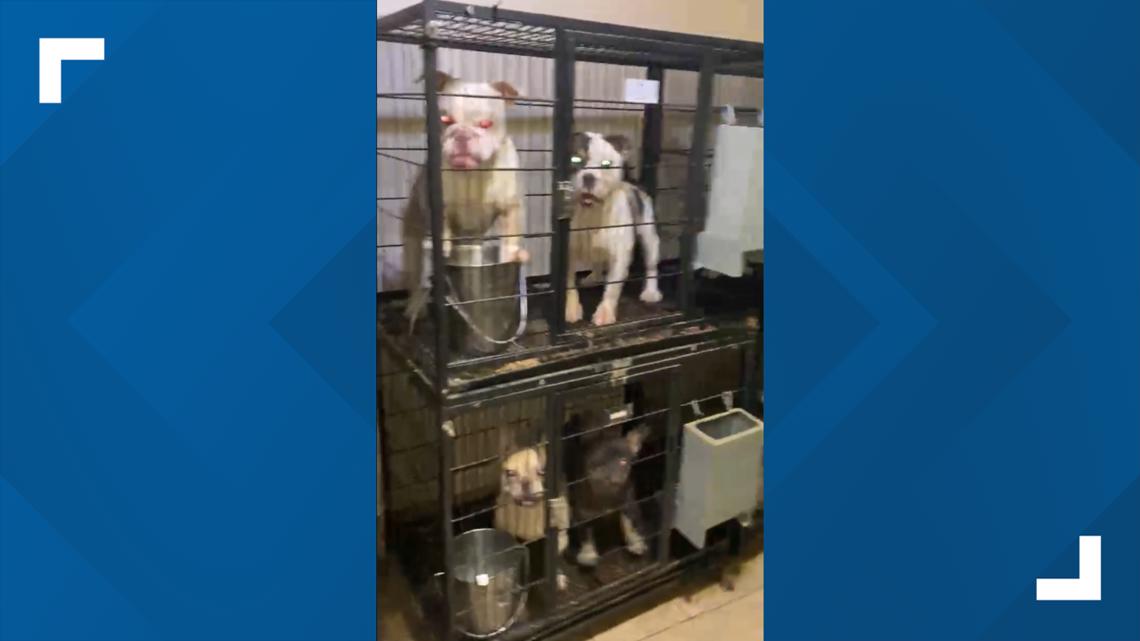 Authorities find 150 dogs at a Modesto home during a search | abc10.com