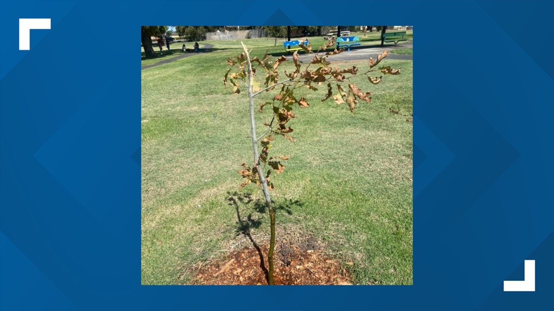 Vandals hit trees planted by communty at South Stockton parks | abc10.com