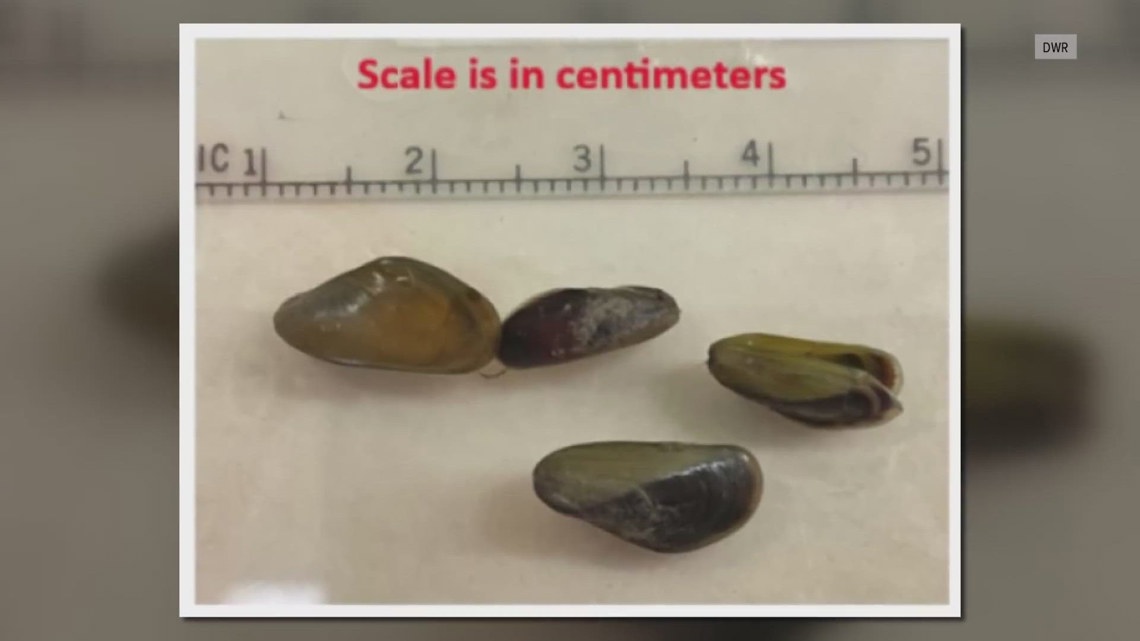 Invasive mussel appearance in Stockton is first detection in North ...