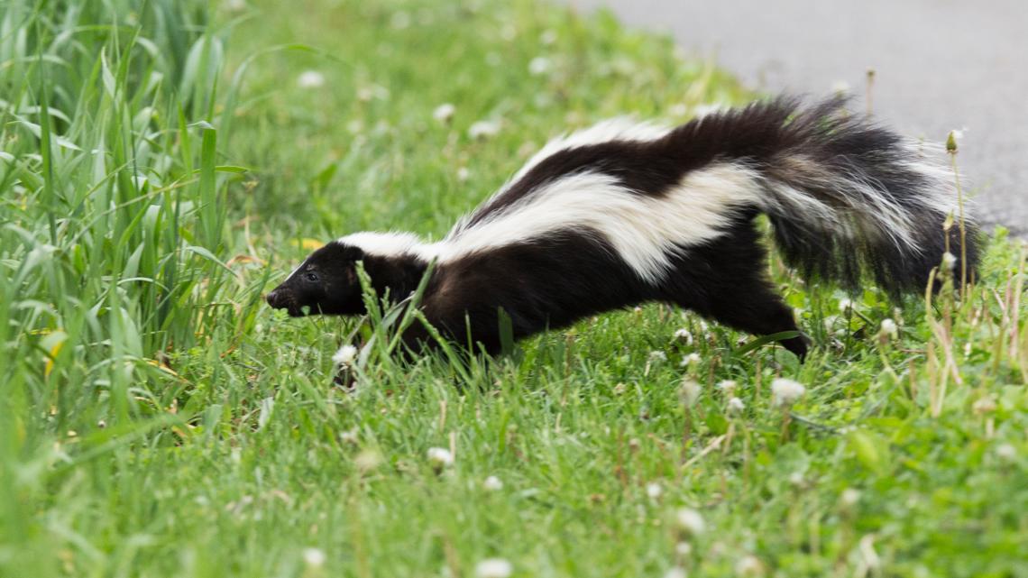 2 skunks test positive for rabies near Sacramento Zoo | abc10.com