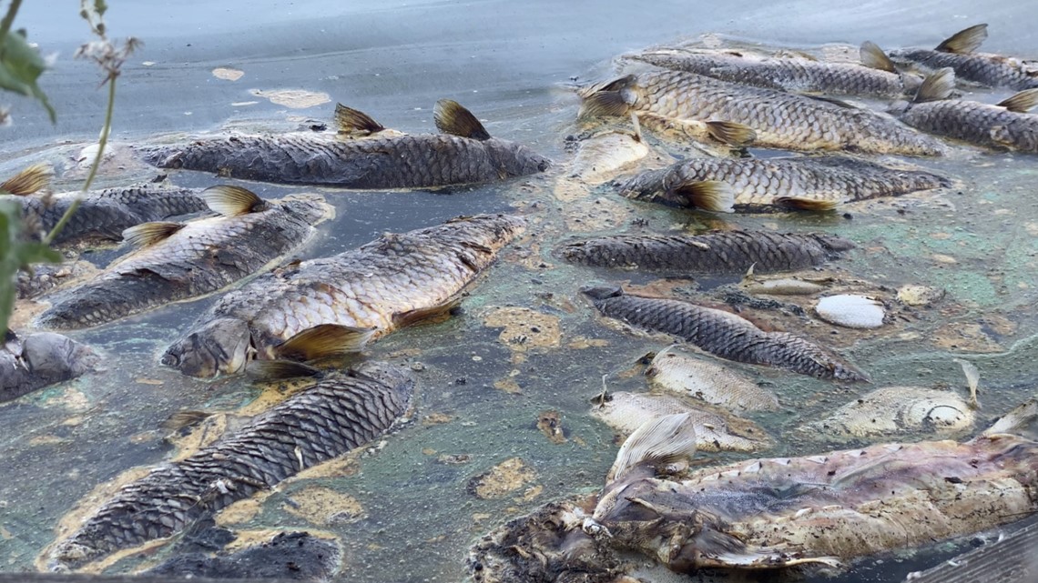 Officials investigate after dead fish turn up in Brookside lake | abc10.com