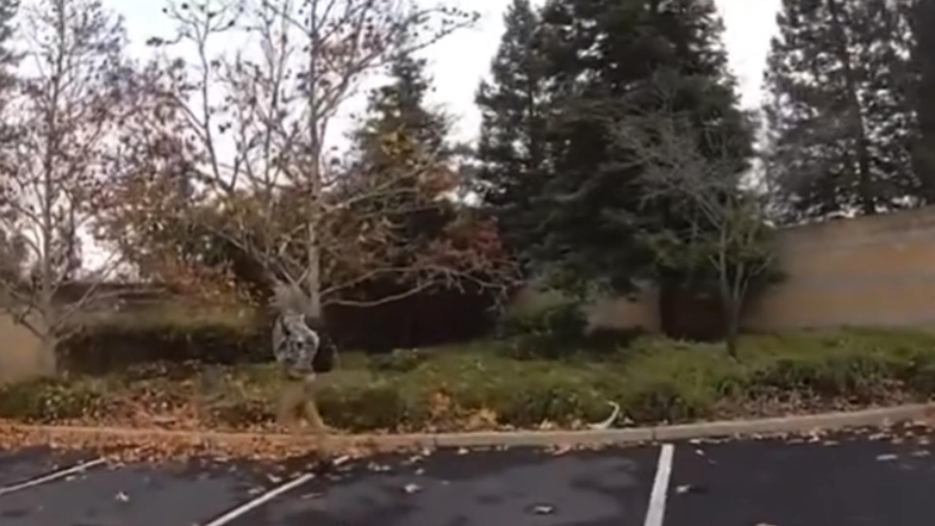 Gold Complex Fire in Plumas County: Evacuations, maps and updates ...