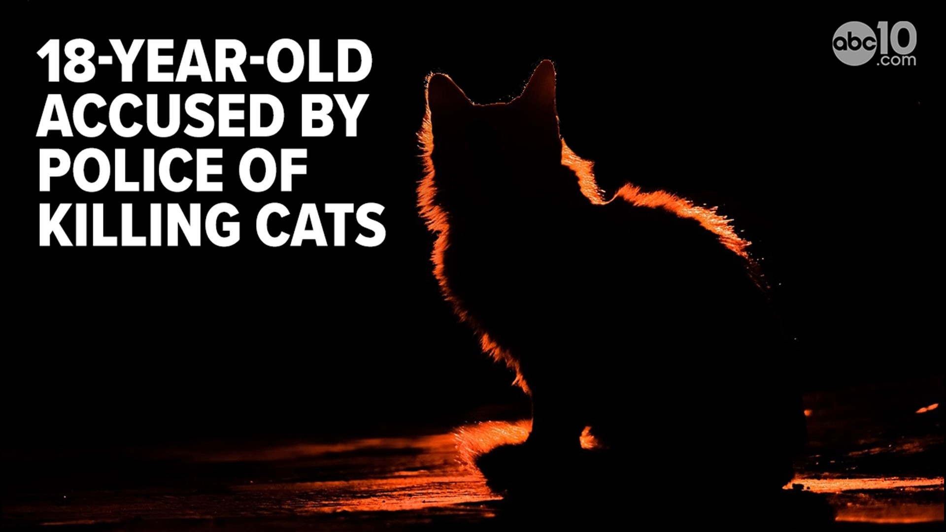 Orangevale 18-year-old suspected of cat killing, arrested | abc10.com