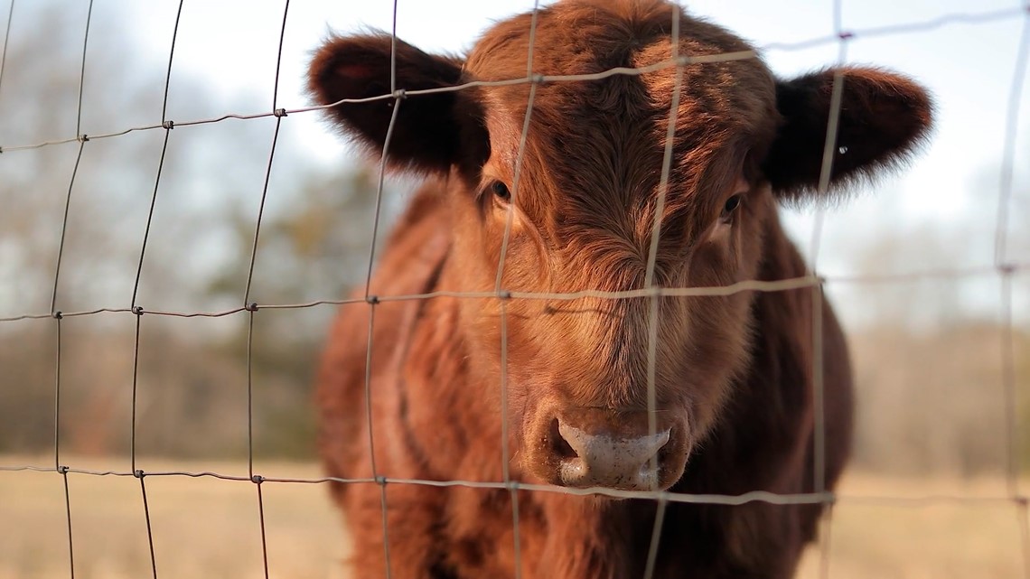 UC Davis: cattle and dairy production sustainability | abc10.com
