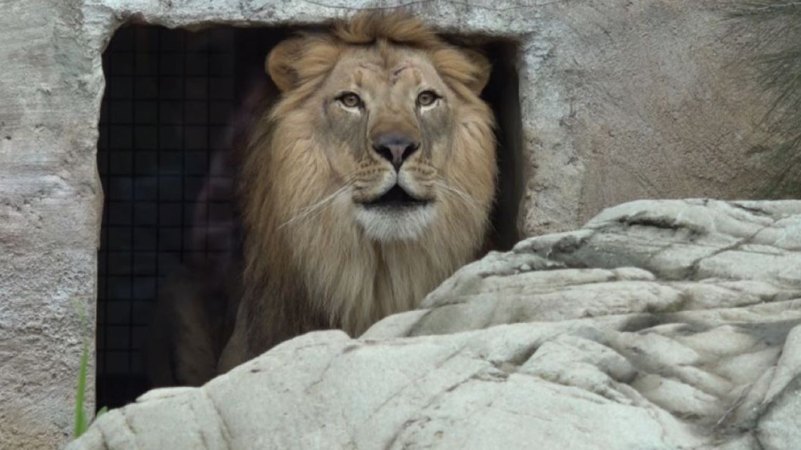 Sacramento Zoo's new male lion, Slamson II, comes from Dallas Zoo ...