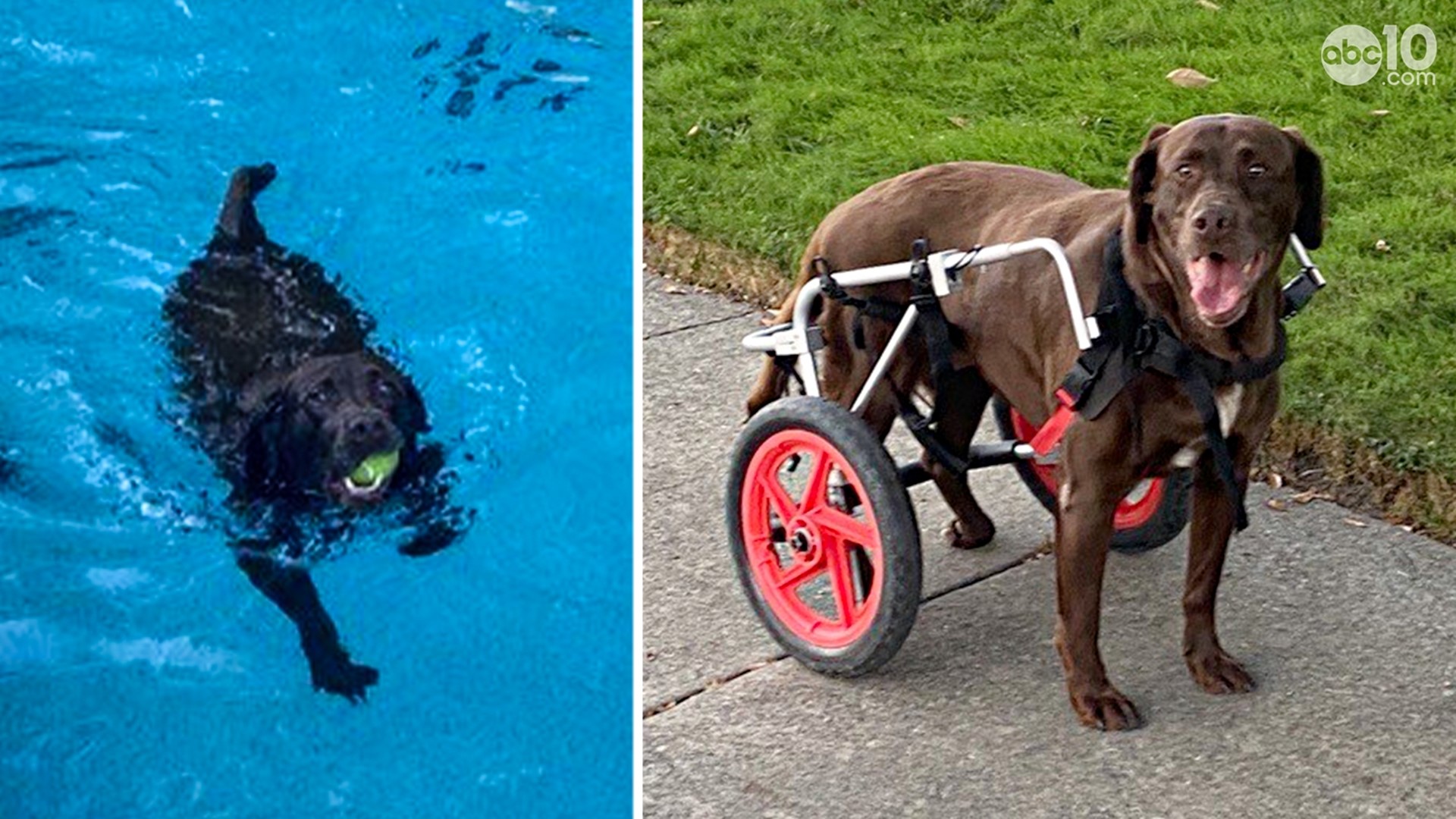 Community donates new wheels to disabled Sacramento dog | abc10.com