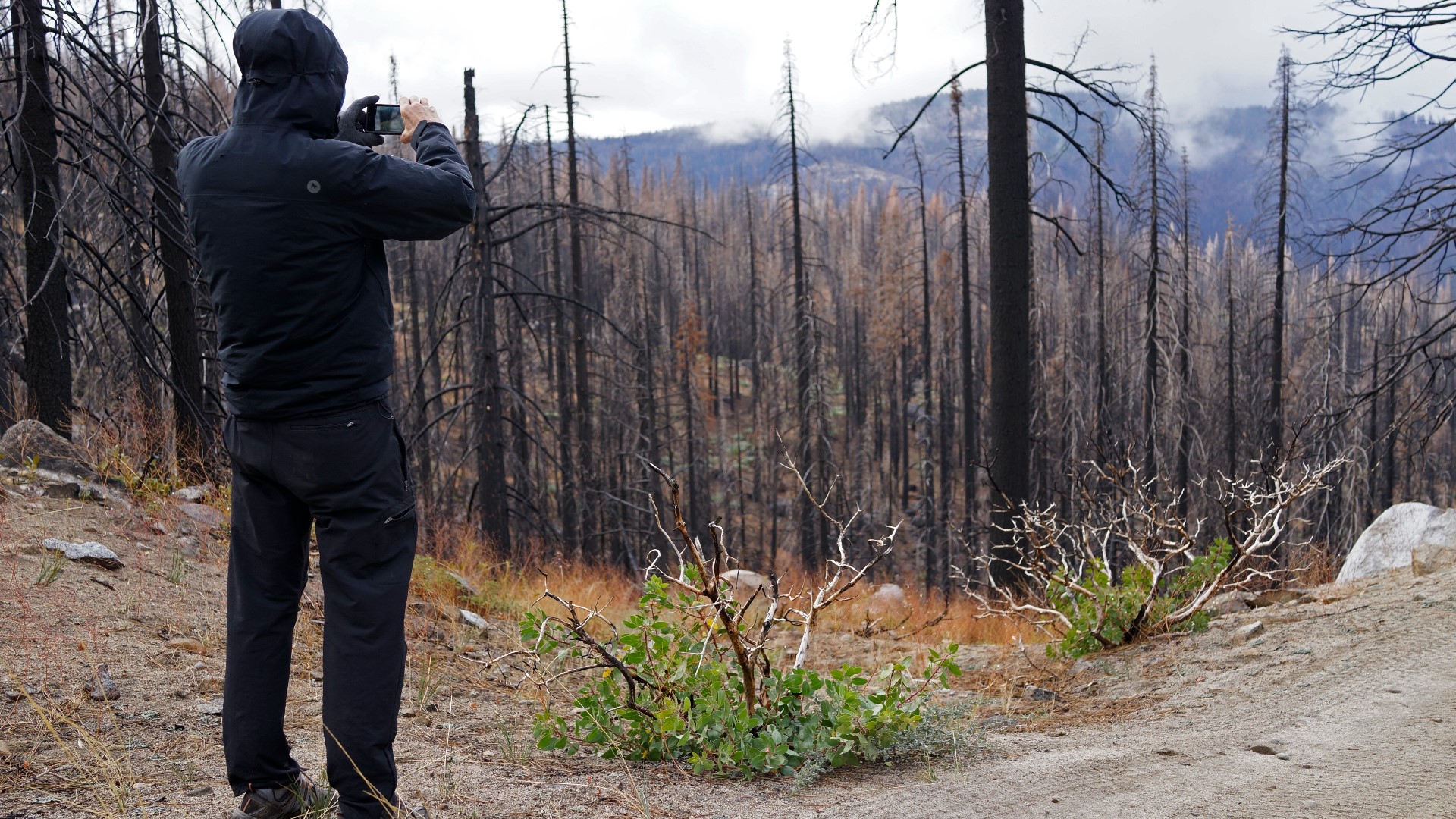 Fire, drought, bugs jeopardize California’s prized forests | abc10.com