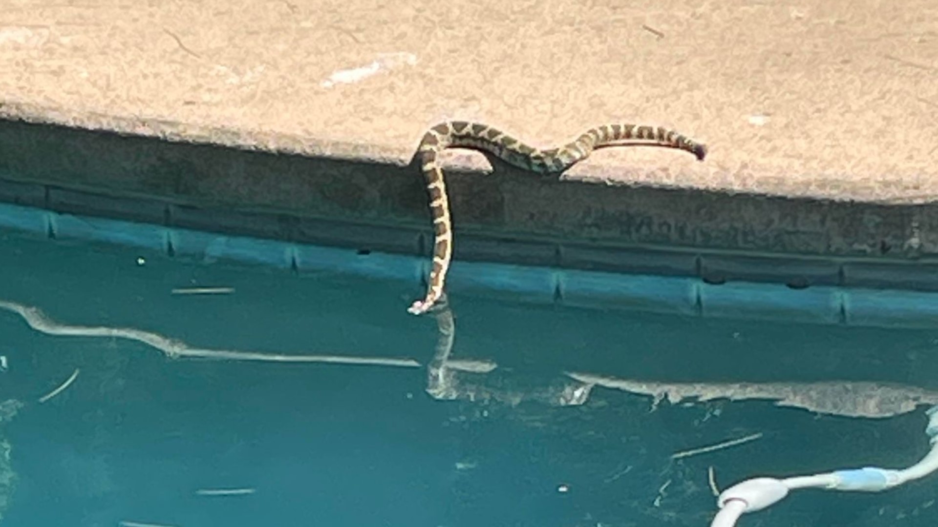 Roseville Rattlesnakes: What to do if you see a California snake ...