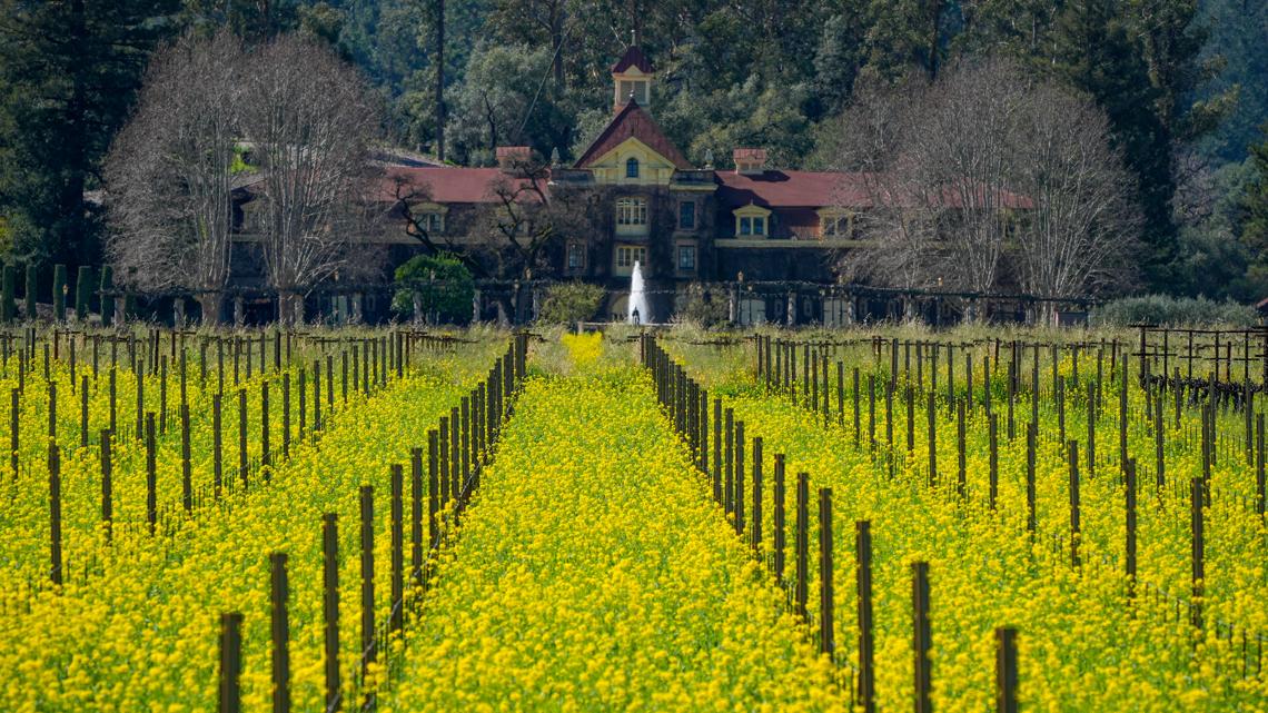 Napa Mustard Season: What to know about Napa's mustard bloom | abc10.com