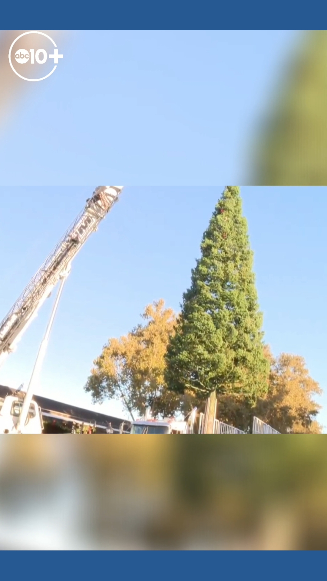 Arrival of the Old Sacramento Christmas tree | abc10.com