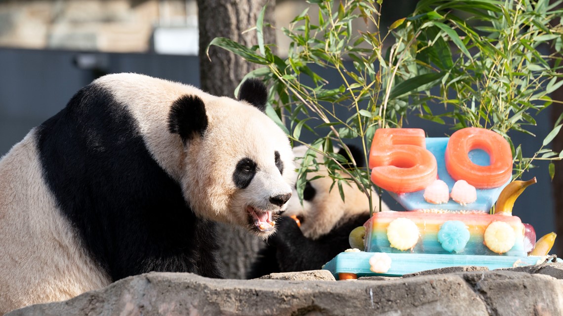 Giant pandas mark 50th anniversary at Smithsonian Zoo in DC | abc10.com