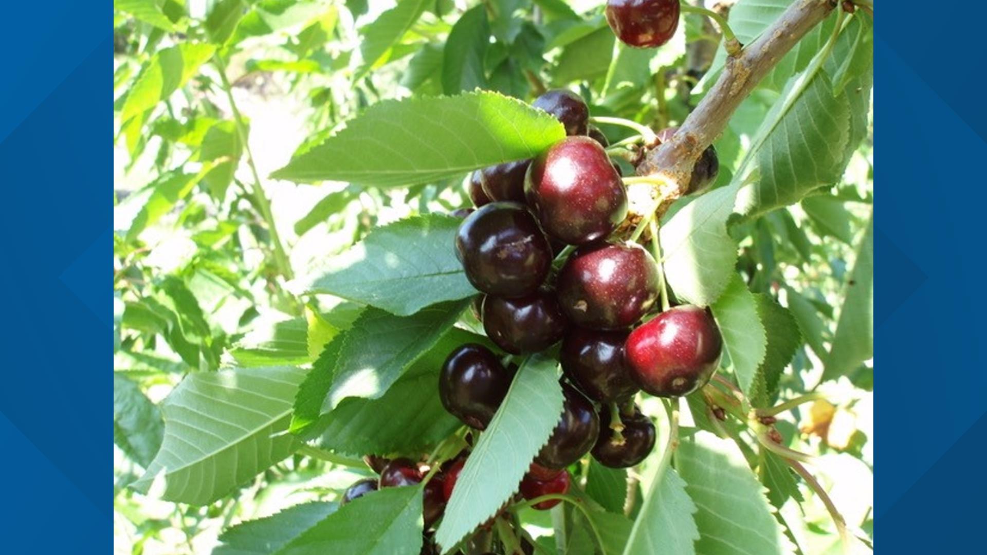 Cherry picking in California: Meet Placerville farmers | abc10.com
