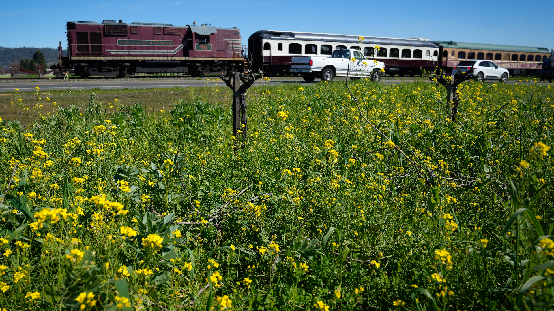 Napa Mustard Season: What to know about Napa's mustard bloom | abc10.com