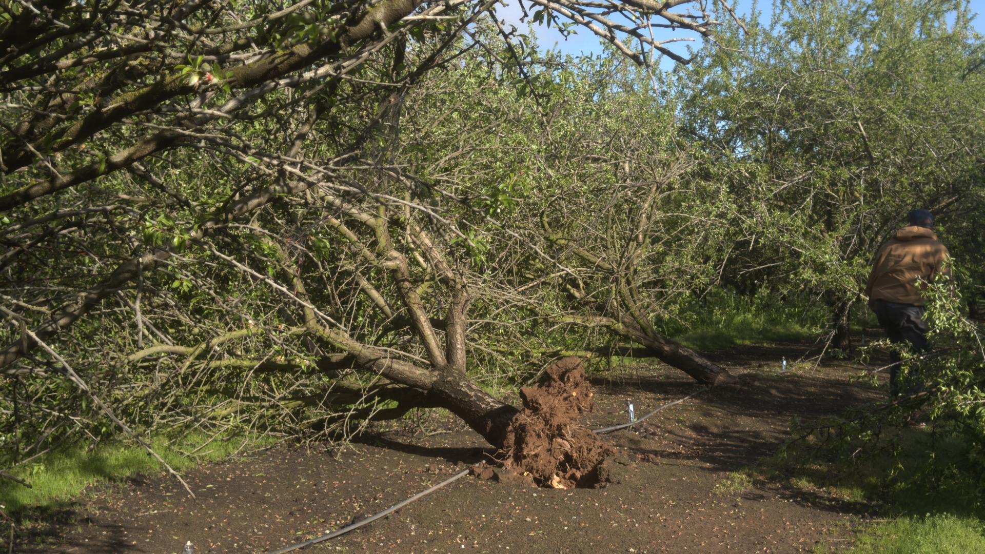 100 almond trees uprooted by 70 mph winds during Stanislaus County ...