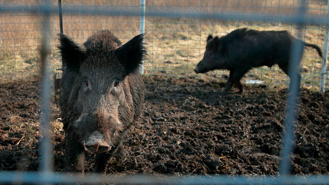 Feral hog control: 8 years, some progress and $2.5B damage/year | abc10.com
