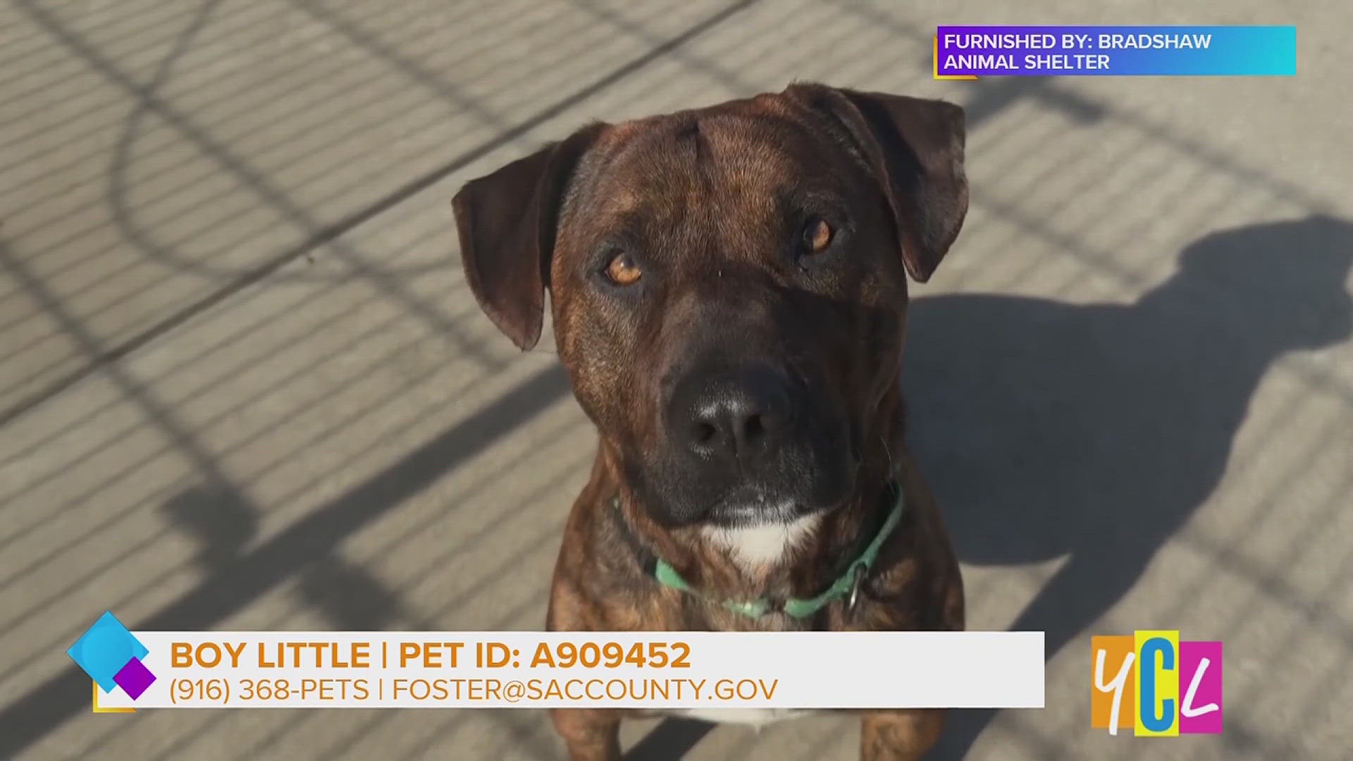 Boy Little the Rescue Dog Ready for Adoption in Sacramento | abc10.com