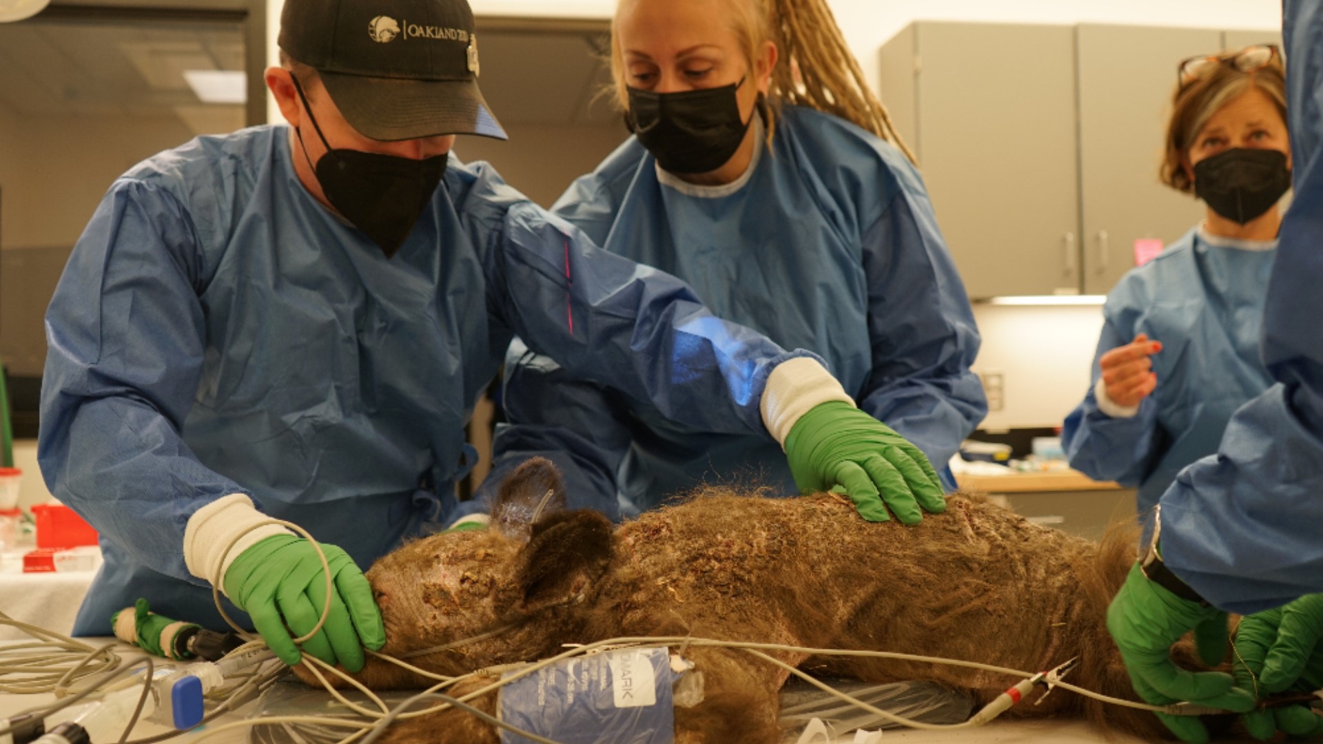 Oakland Zoo euthanizes sickly bear found in South Lake Tahoe | abc10.com