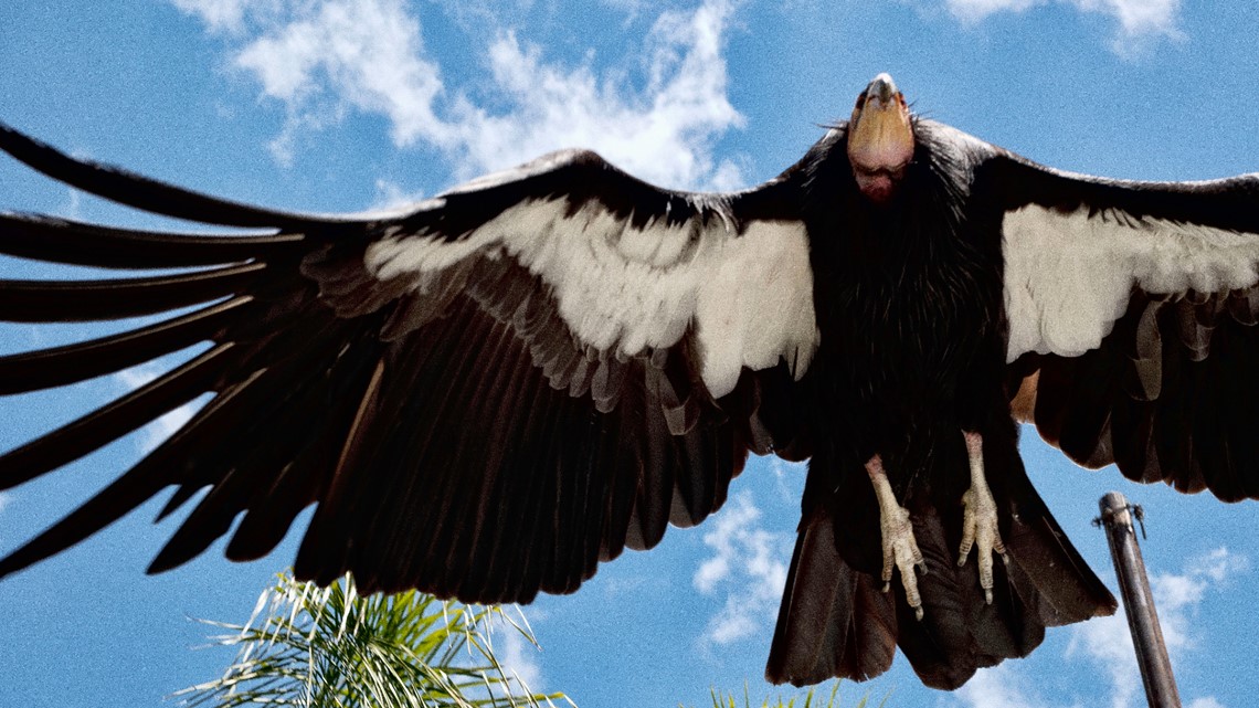 New vaccine to give California condors protection for bird flu | abc10.com