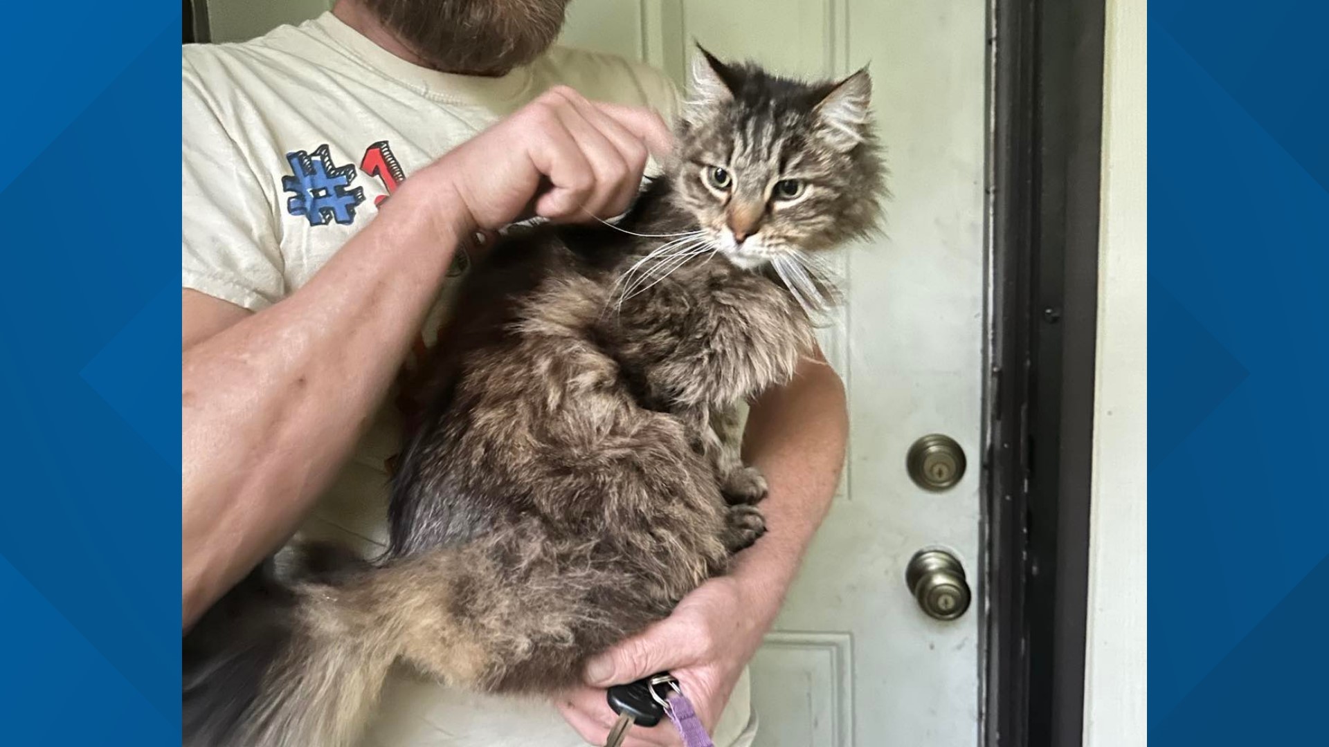 Fair Oaks neighbor on edge as person appears to try to snatch cat ...