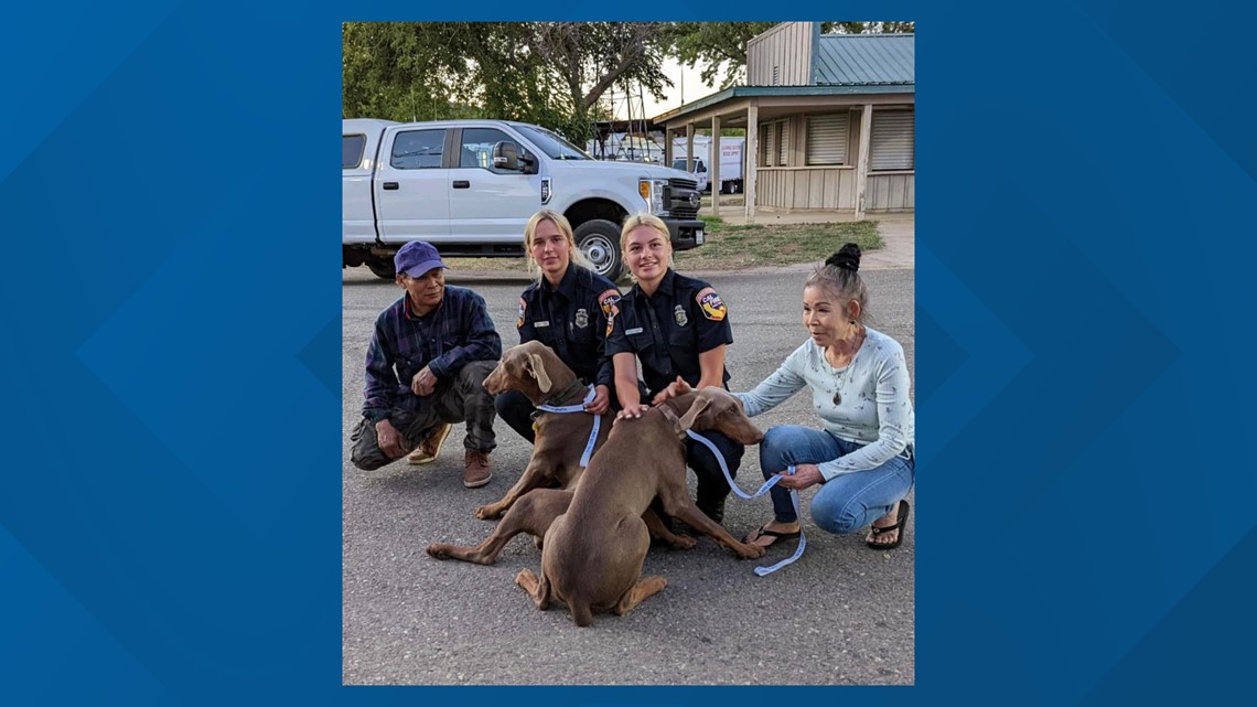 Dogs rescued from frontlines of Electra Fire reunited with owner ...