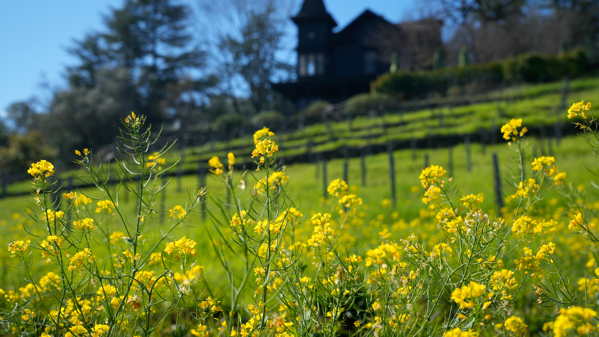 Napa Mustard Season: What to know about Napa's mustard bloom | abc10.com