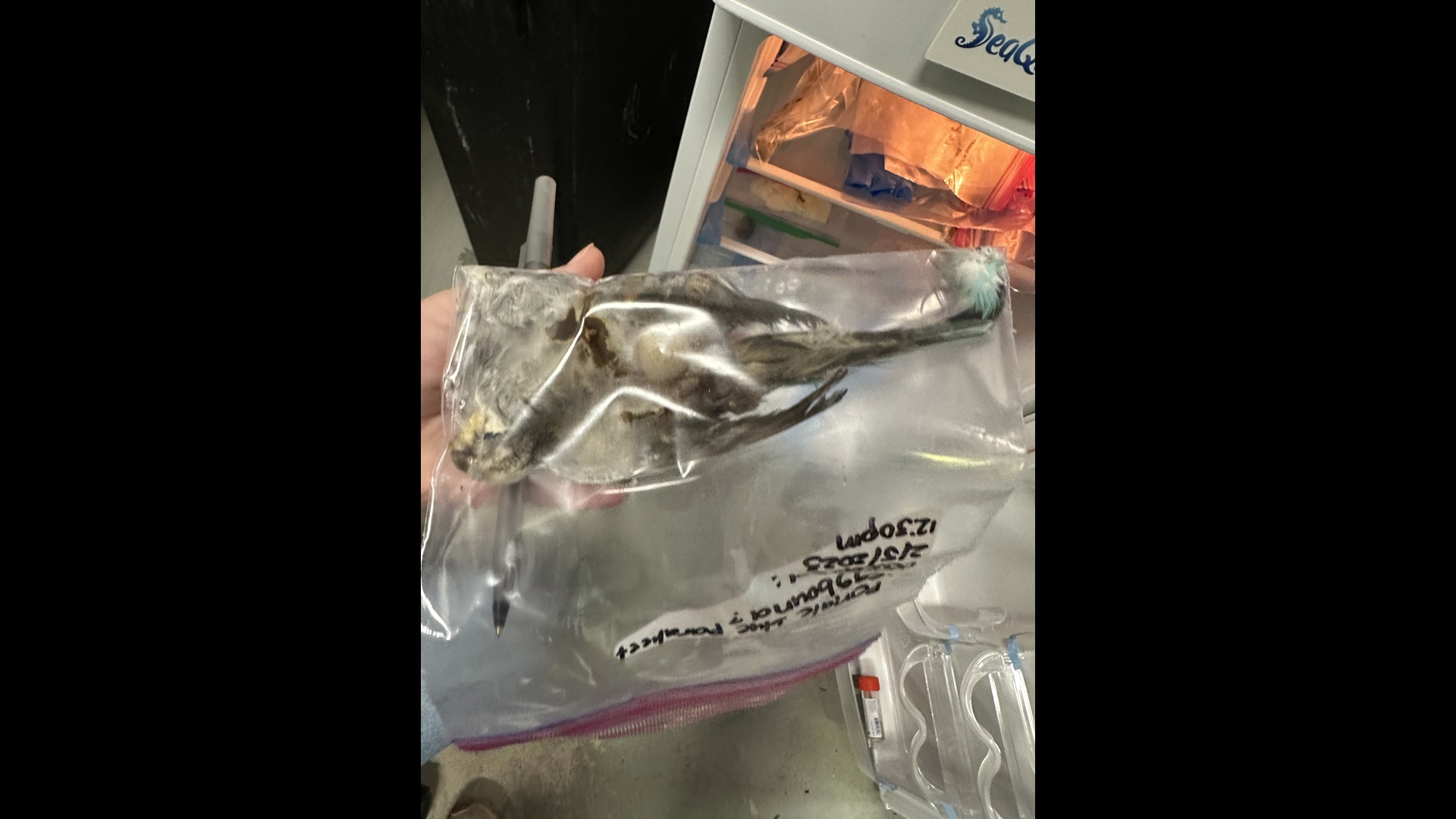 SeaQuest Folsom employees come forward after investigation | abc10.com