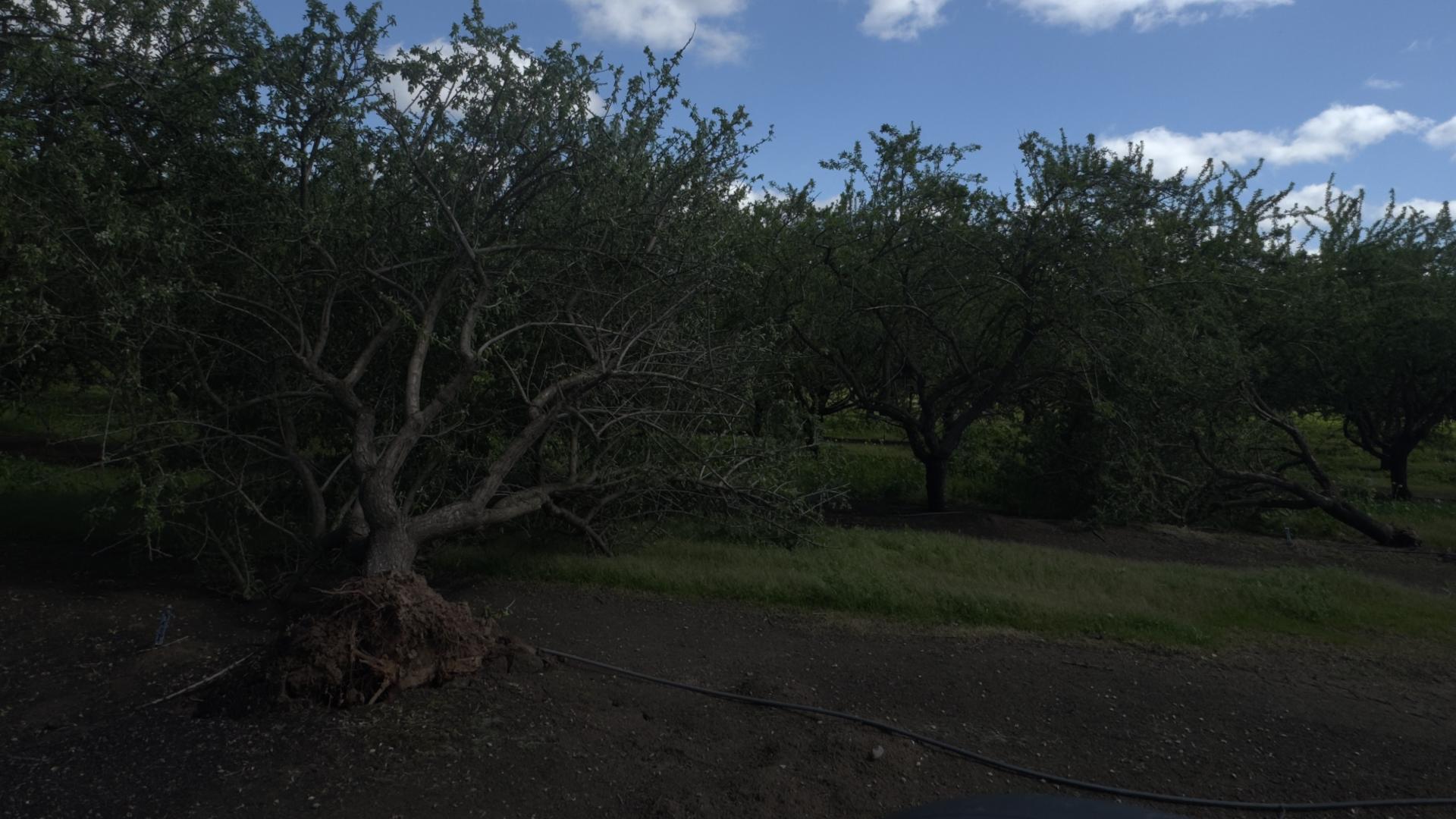 100 almond trees uprooted by 70 mph winds during Stanislaus County ...