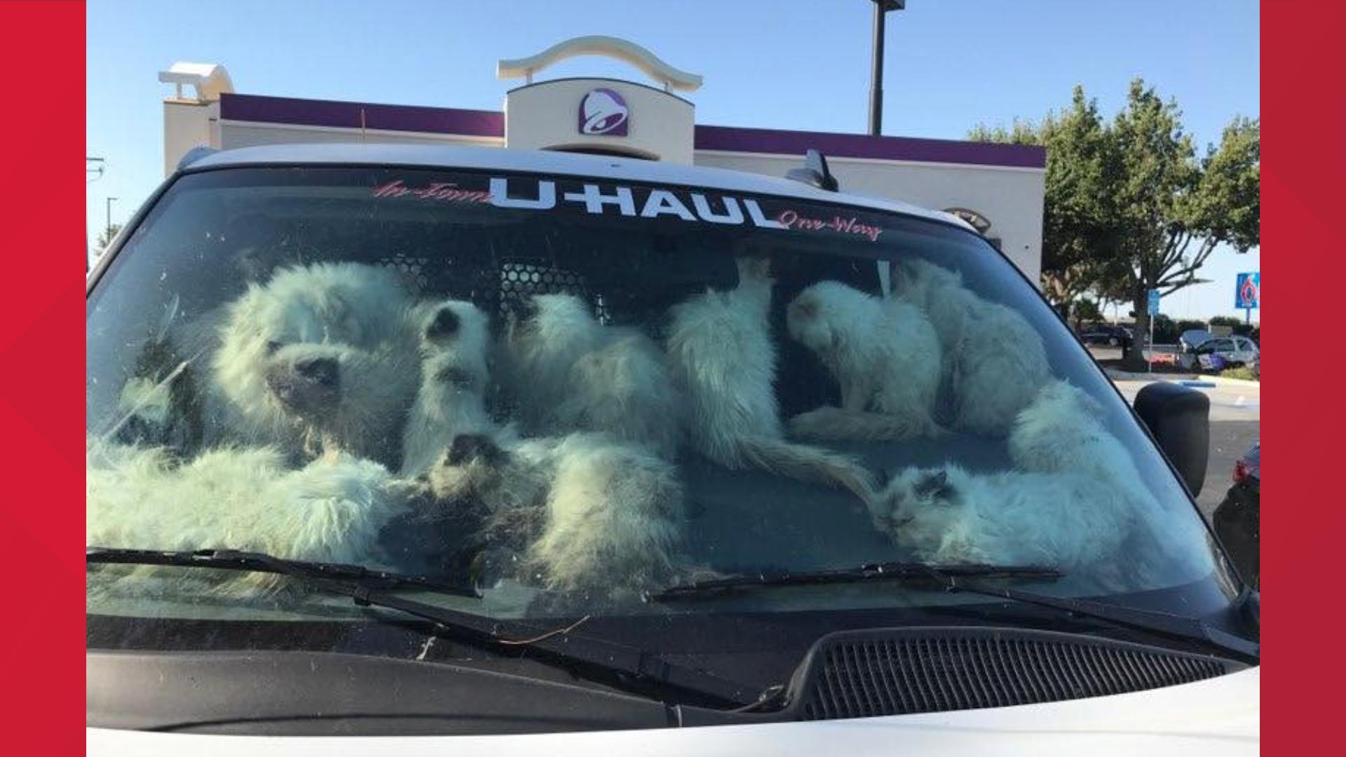 Jeannie Maxon: Woman arrested after 100+ cats found in U-Haul van ...