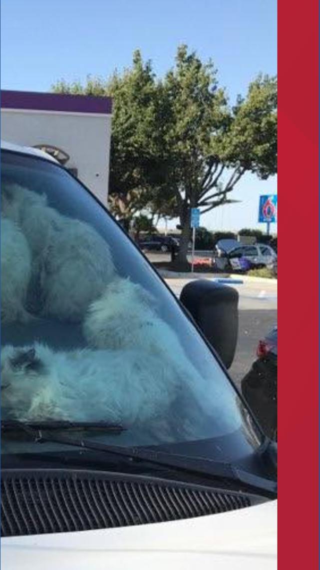 Jeannie Maxon: Woman arrested after 100+ cats found in U-Haul van ...