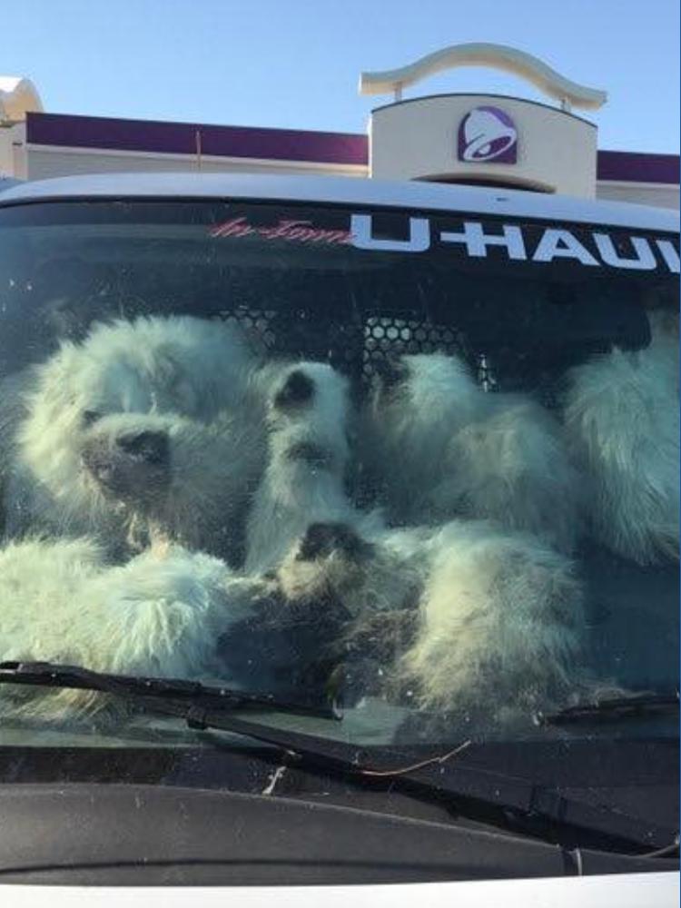 Jeannie Maxon: Woman arrested after 100+ cats found in U-Haul van ...