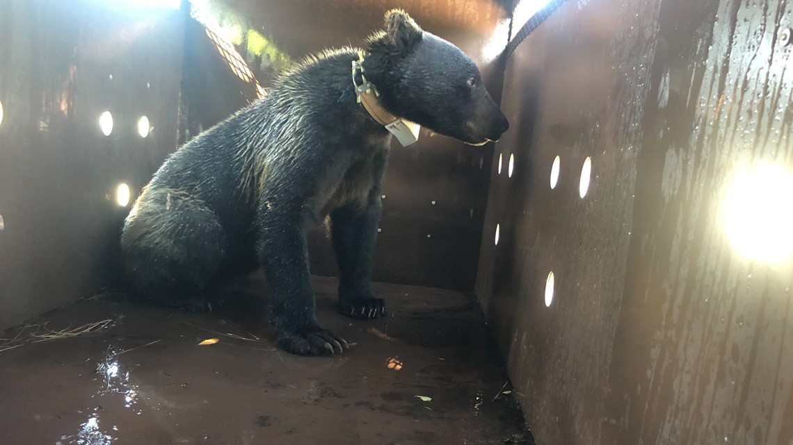 Wayward black bear wanders onto campus at UC Davis | abc10.com