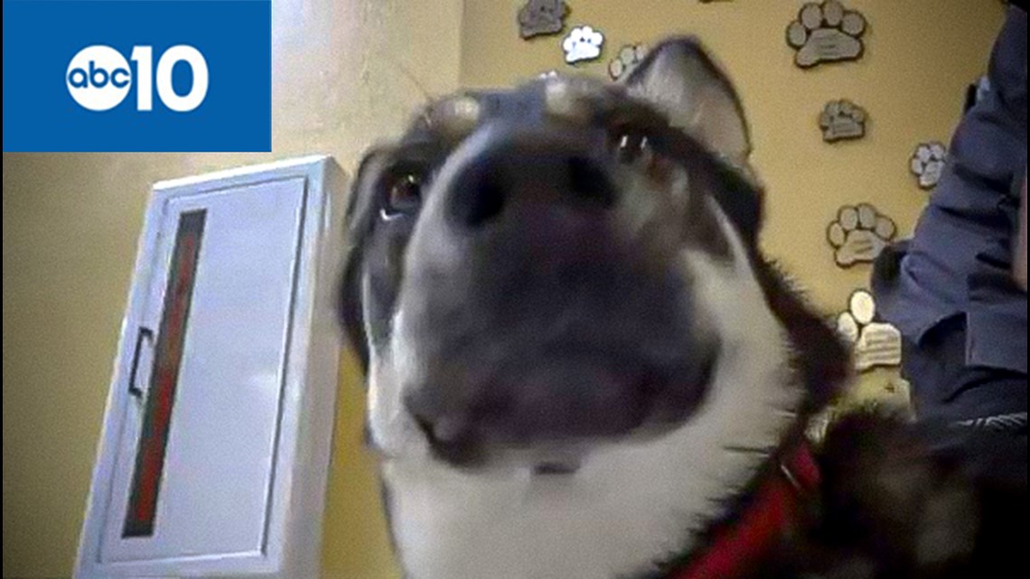 Stanislaus Animal Services reaches crisis levels of overcrowding ...