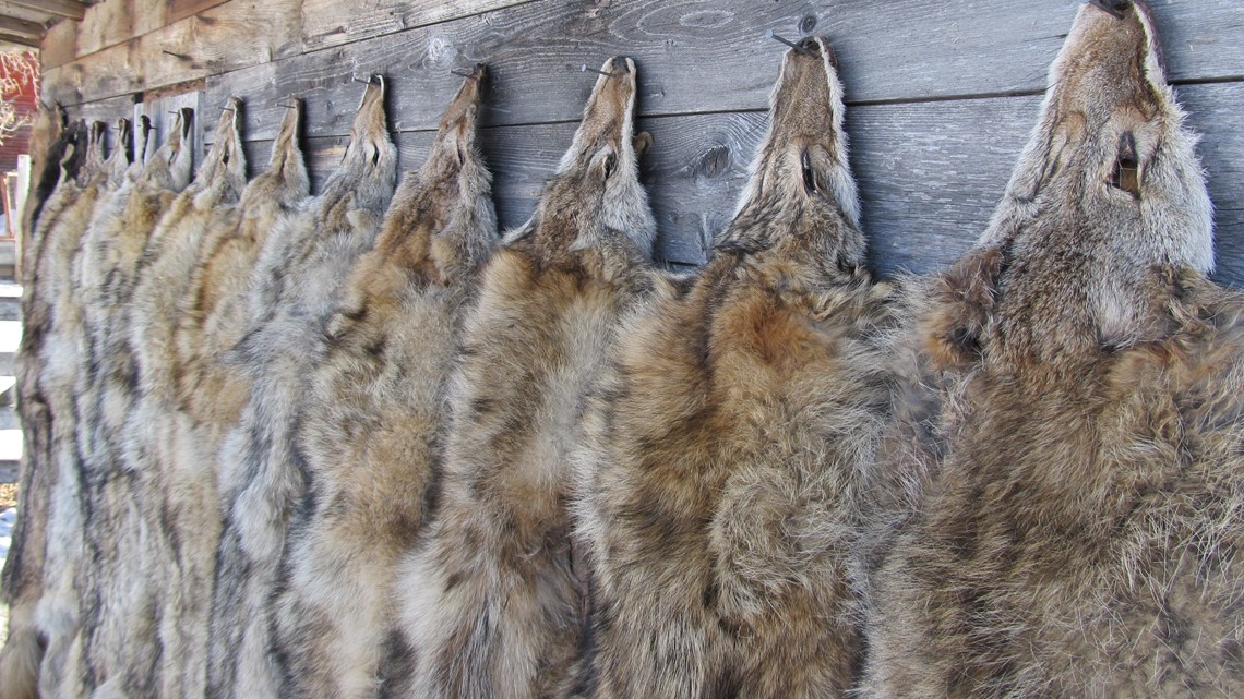 California bans fur trapping for recreation, commerce | abc10.com