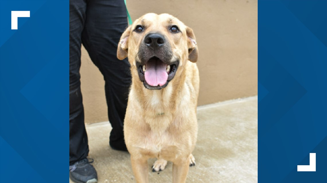 East Texas 'Hero Dog' who donated blood to save other pups gets adopted ...