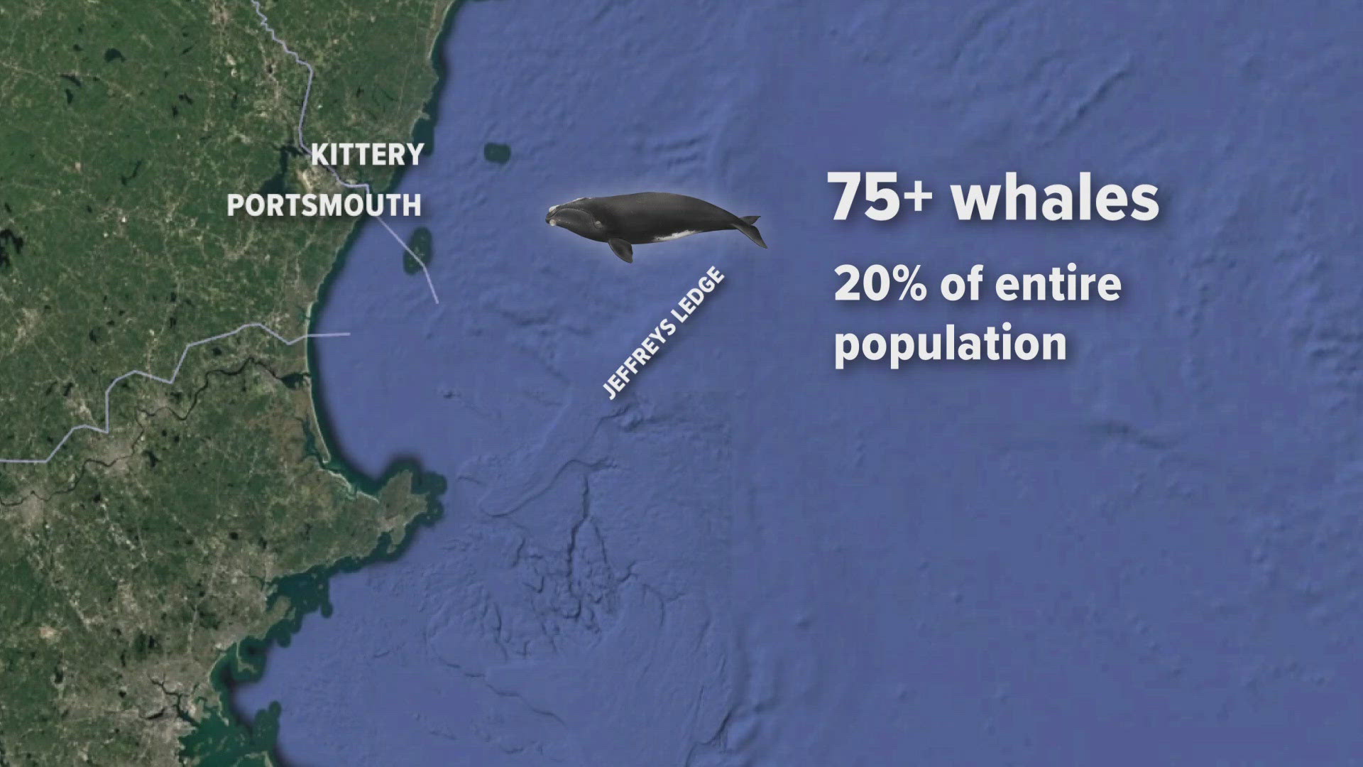 Lobstermen urged to move gear off New Hampshire coast amid whale sightings | abc10.com