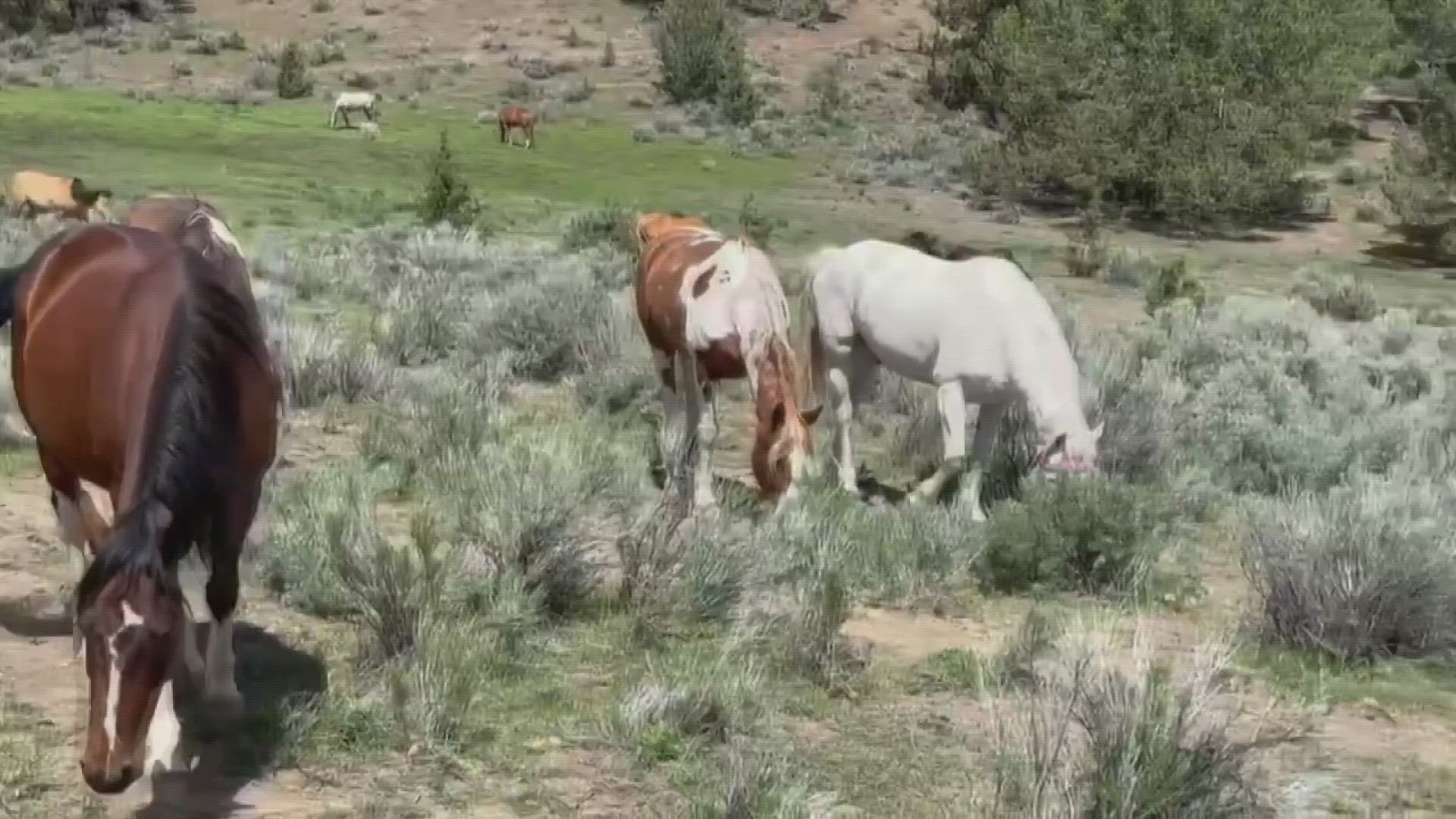 Neglected Maine mustangs 'thriving' after 1 year being out West | abc10.com
