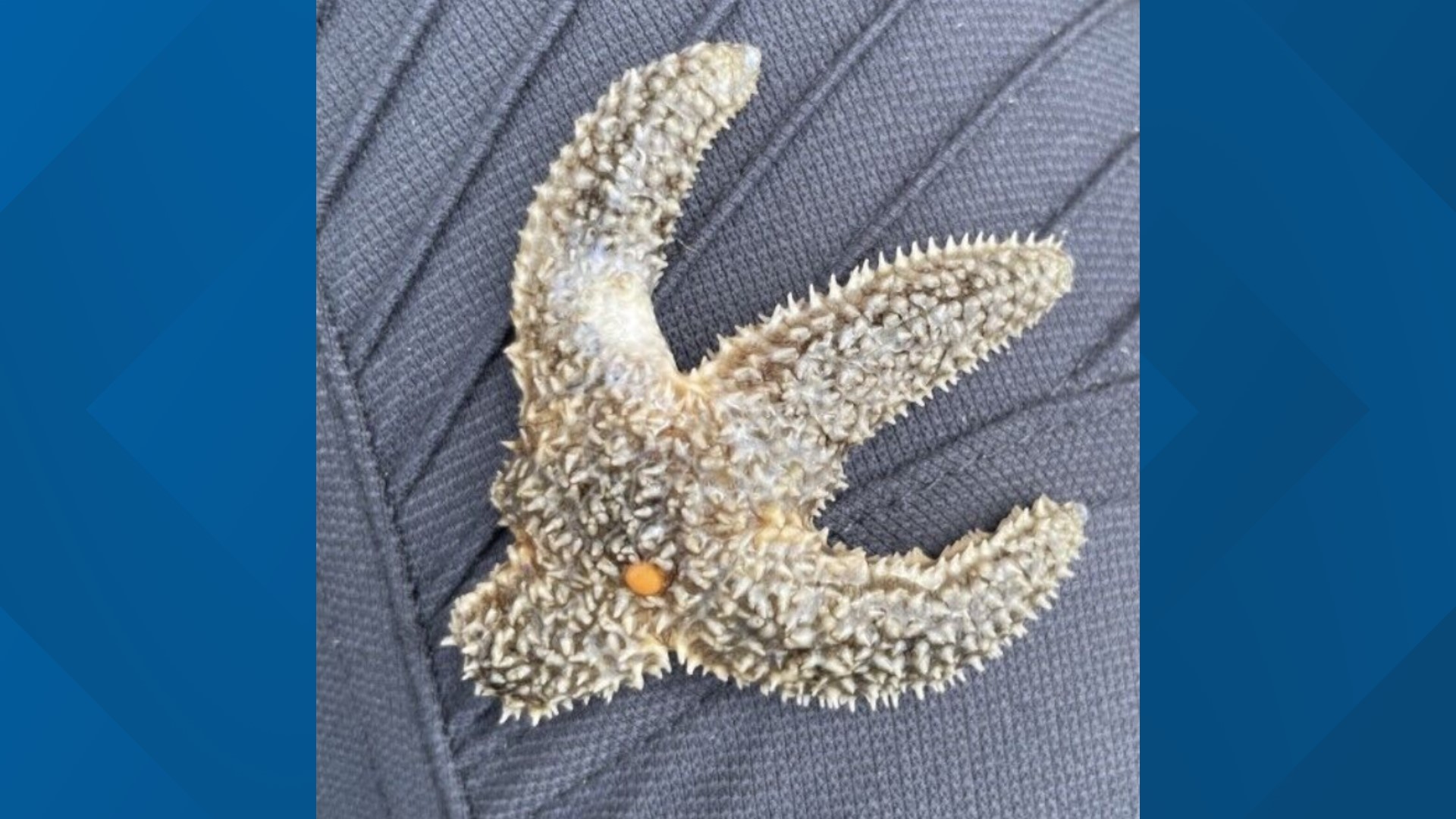 Maine’s sea stars | Down but not out | abc10.com