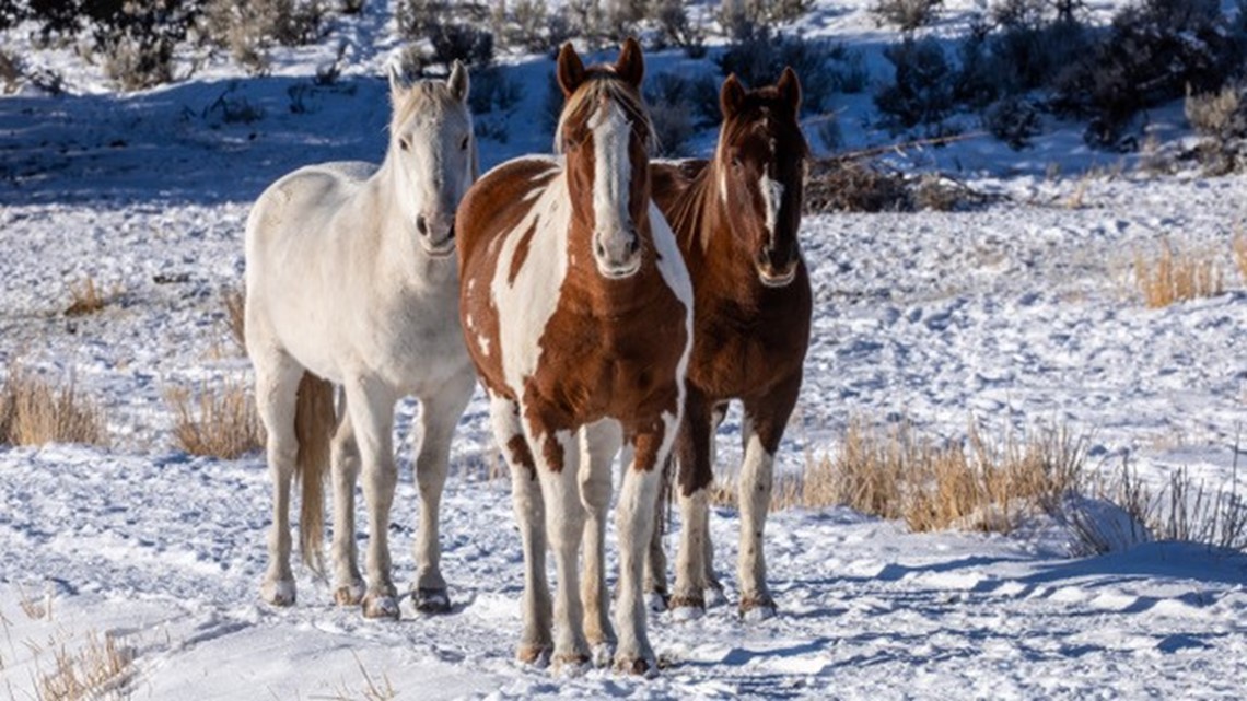 Neglected Maine mustangs 'thriving' after 1 year being out West | abc10.com
